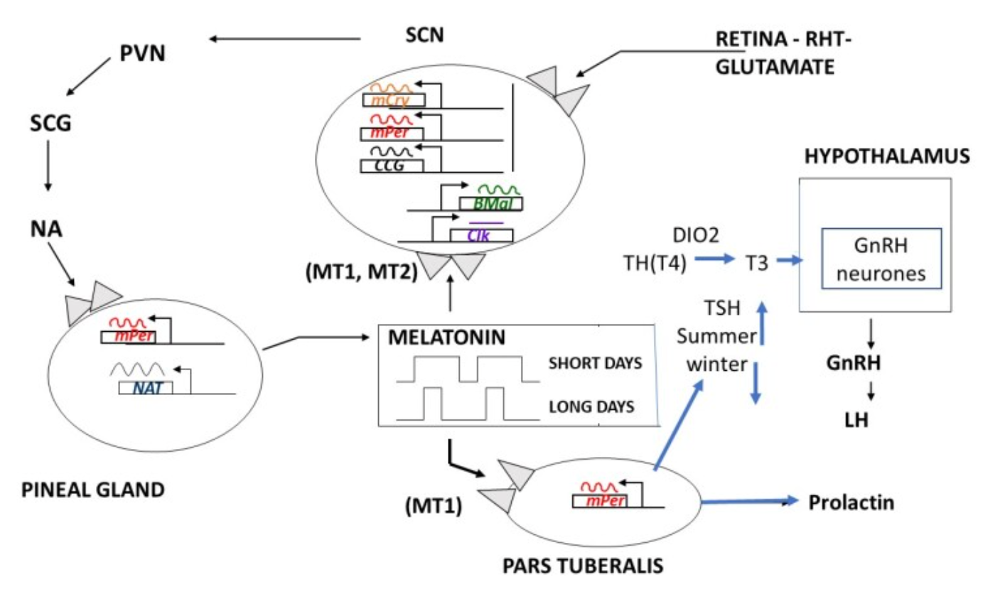 How does Circadian Rhythm affect Melatonin? – CLRLY